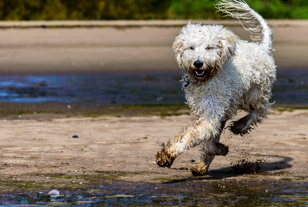 Mijn hond loopt weg - Hondengedragscoach
