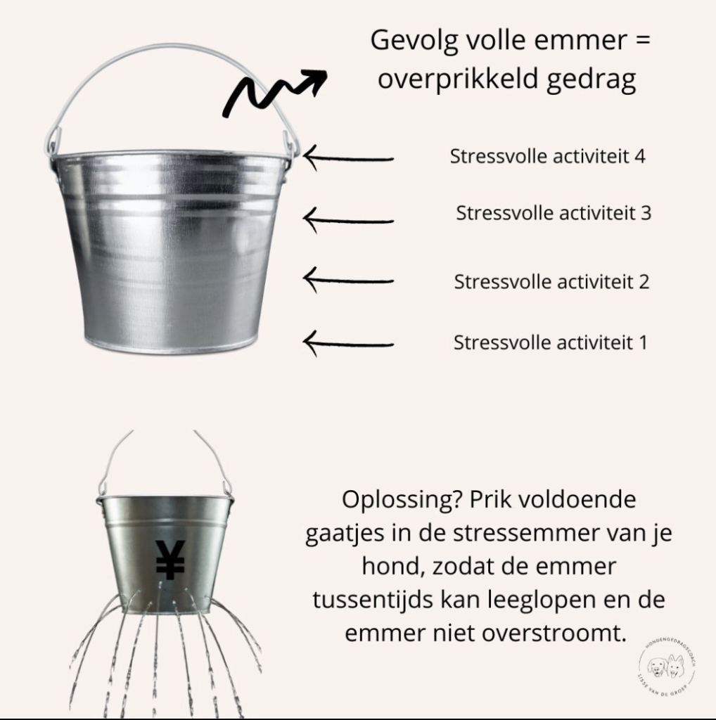 5 tips voor minder stress bij je hond - Hondengedragscoach